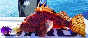 A pesca: cinque cose da sapere sul Tenya Fishing