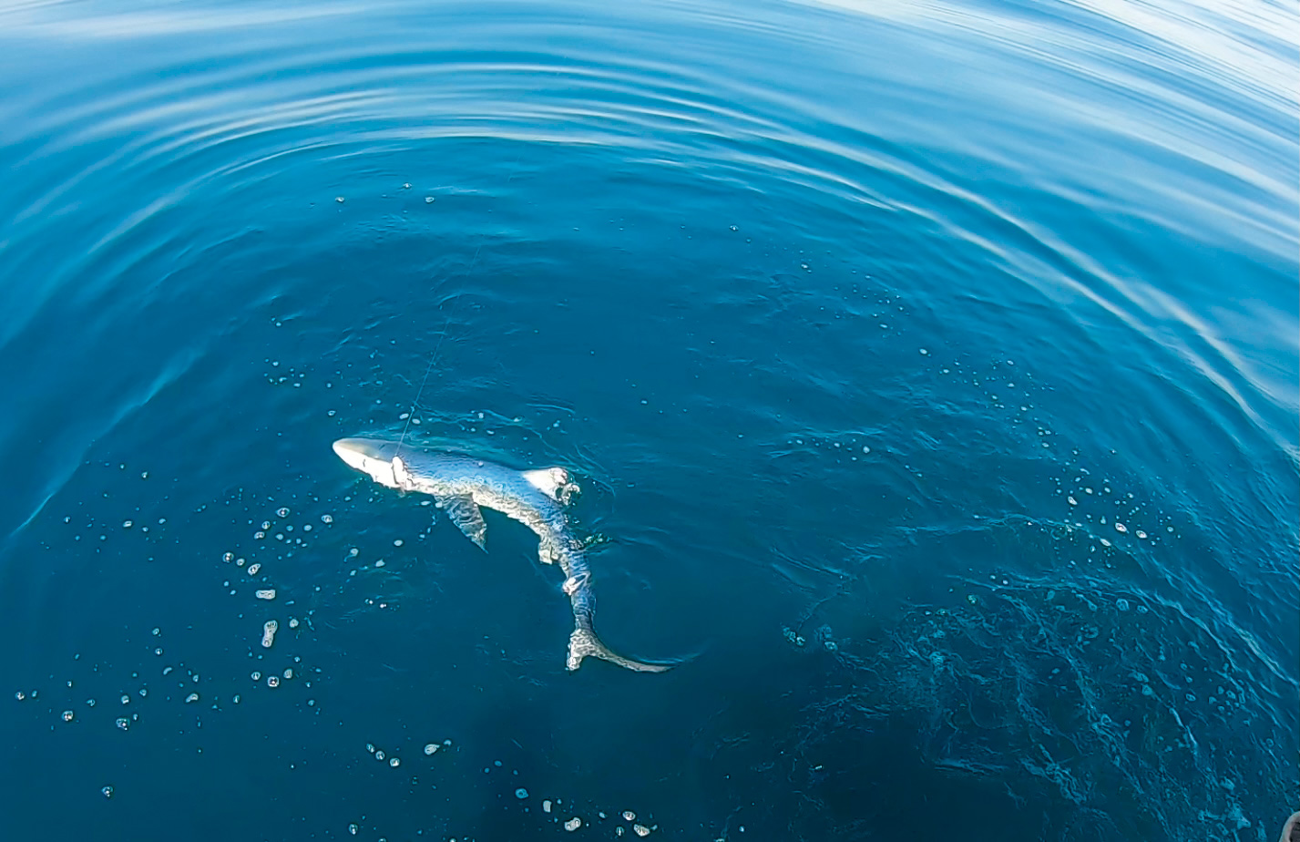 Una giornata in top shot. Racconto di un'uscita veneziana a drifting