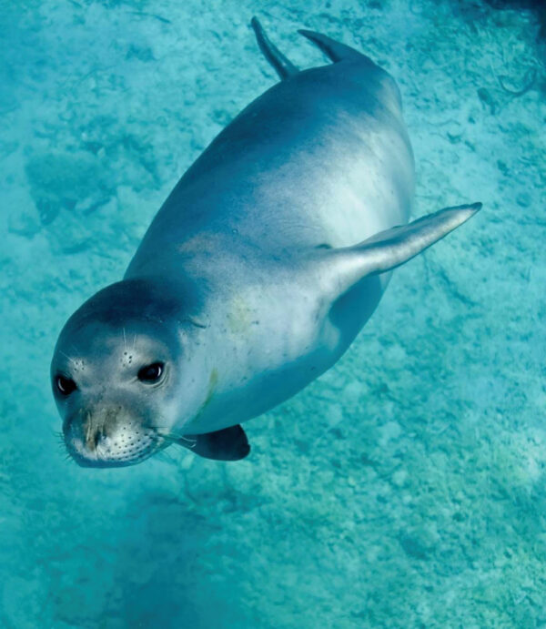 La foca monaca, l'unica nei nostri mari e tra le più rare al mondo