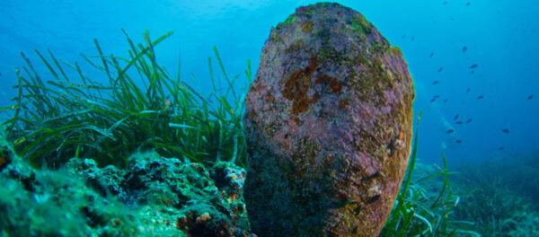 Pinna Nobilis nel Mar Piccolo di Taranto